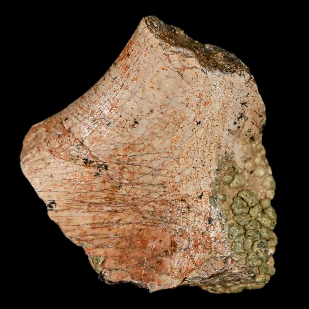 1.3" Lambeosaurus Fossil Rib Bone Judith River Formation Montana ...