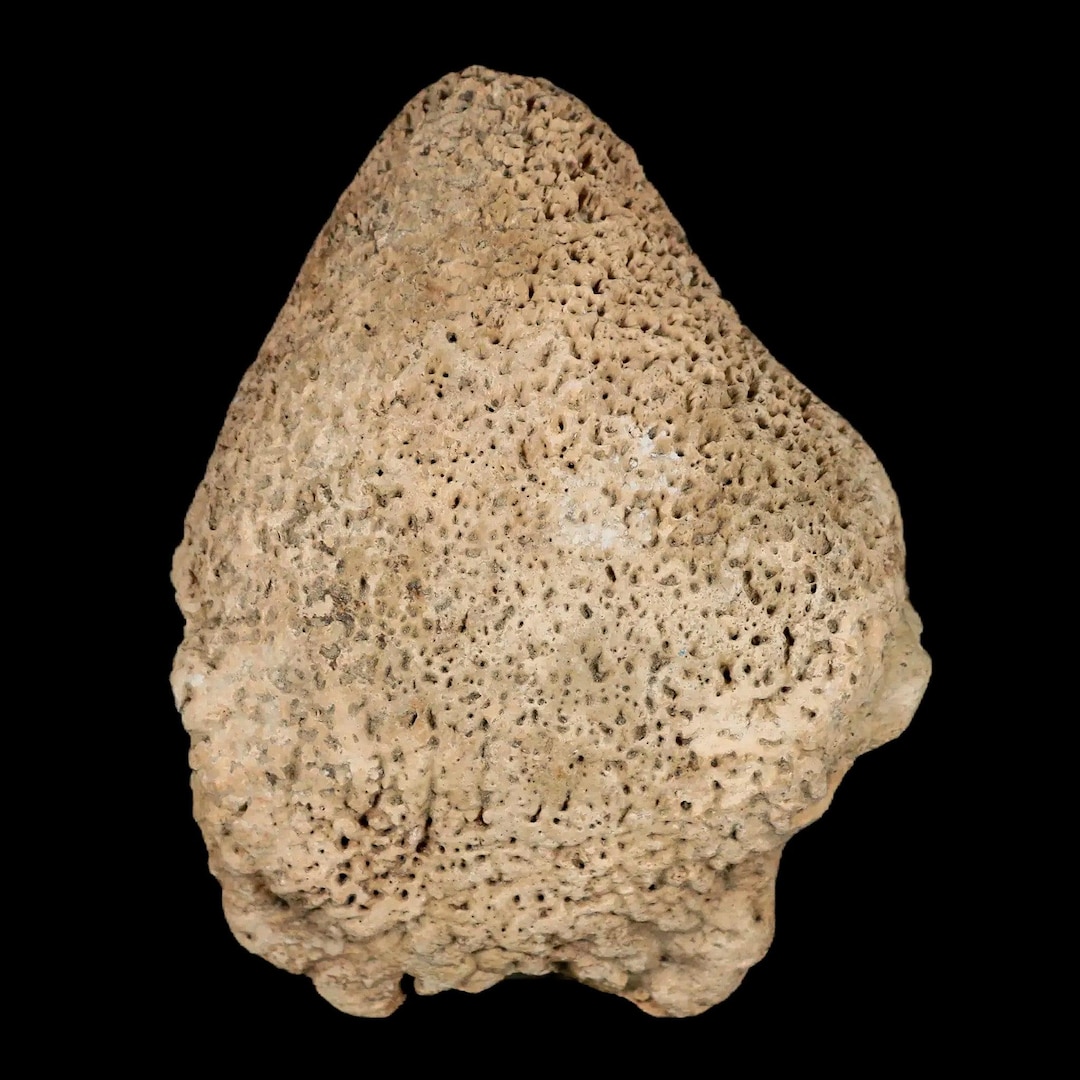 3.4 Glyptodon Fossil Osteoderm Spike Scute Plate Bony Armor Pleistocene ...