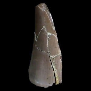 0.6" Postosuchus Rauisuchid Archosaur Fossil Tooth Chinle Formation ...