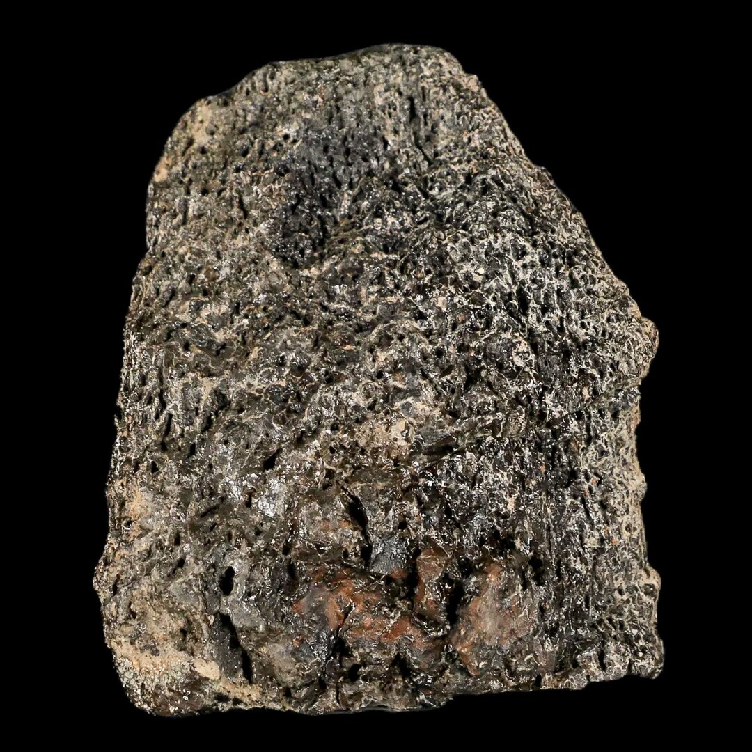 2.5" Lambeosaurus Bone Marrow Judith River FM MT Cretaceous Dinosaur ...