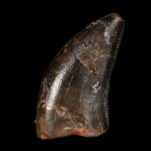 0.5dakotaraptor Serrated Tooth Fossil Rooted Raptor Hell Creek ...