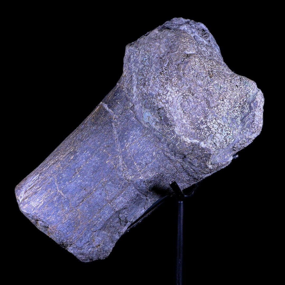 7 Camarasaurus Dinosaur Fossil Limb Bone Morrison FM Colorado Jurassic ...