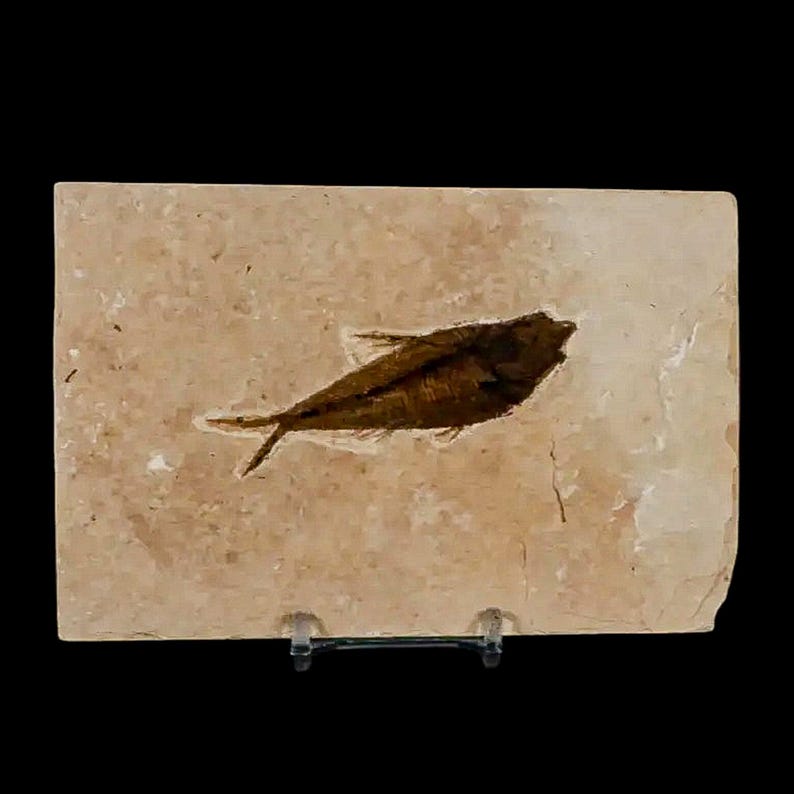 3.1" Diplomystus Dentatus Fossil Fish Green River Formation Wyoming ...
