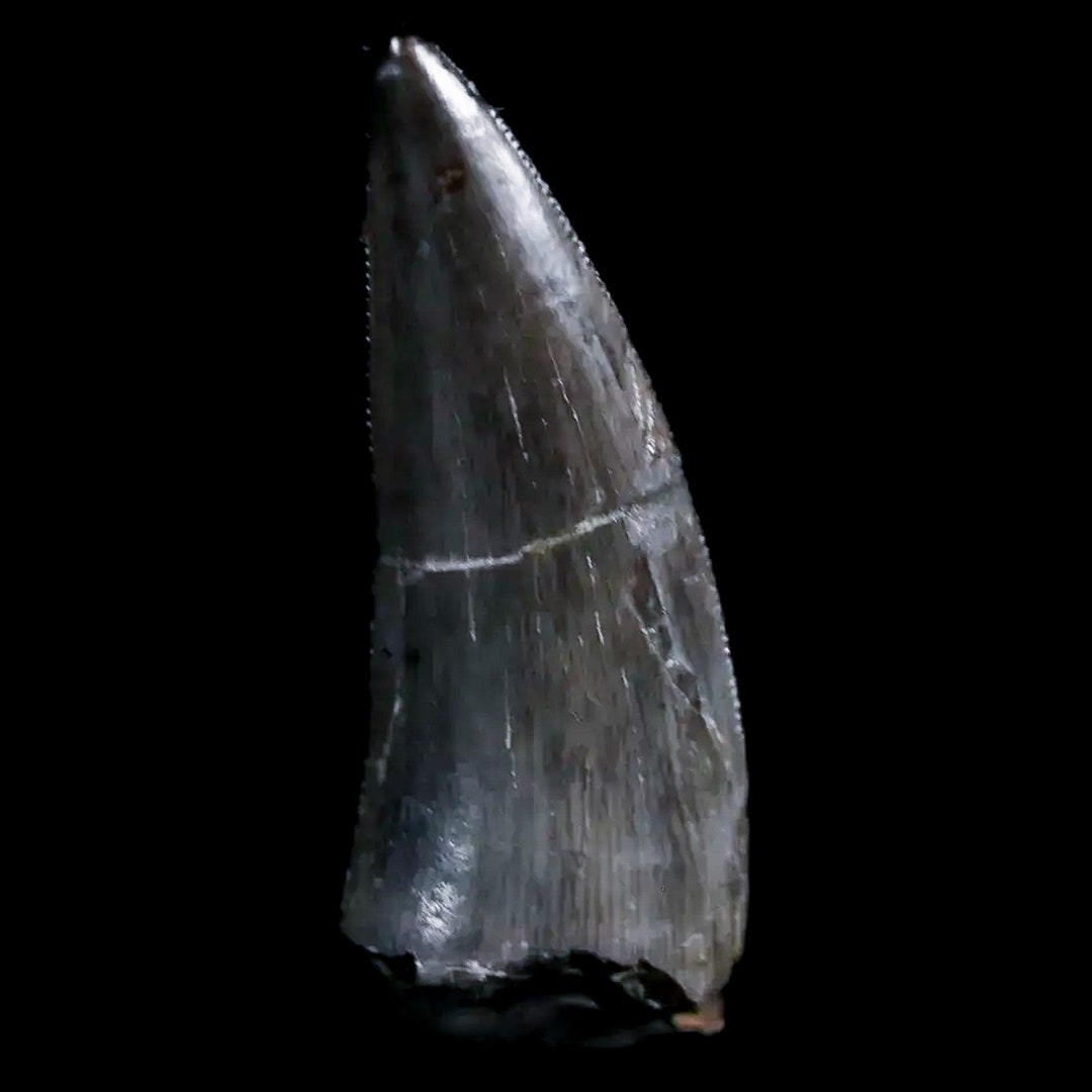 0.8 Postosuchus Rauisuchid Archosaur Fossil Tooth Chinle Formation ...