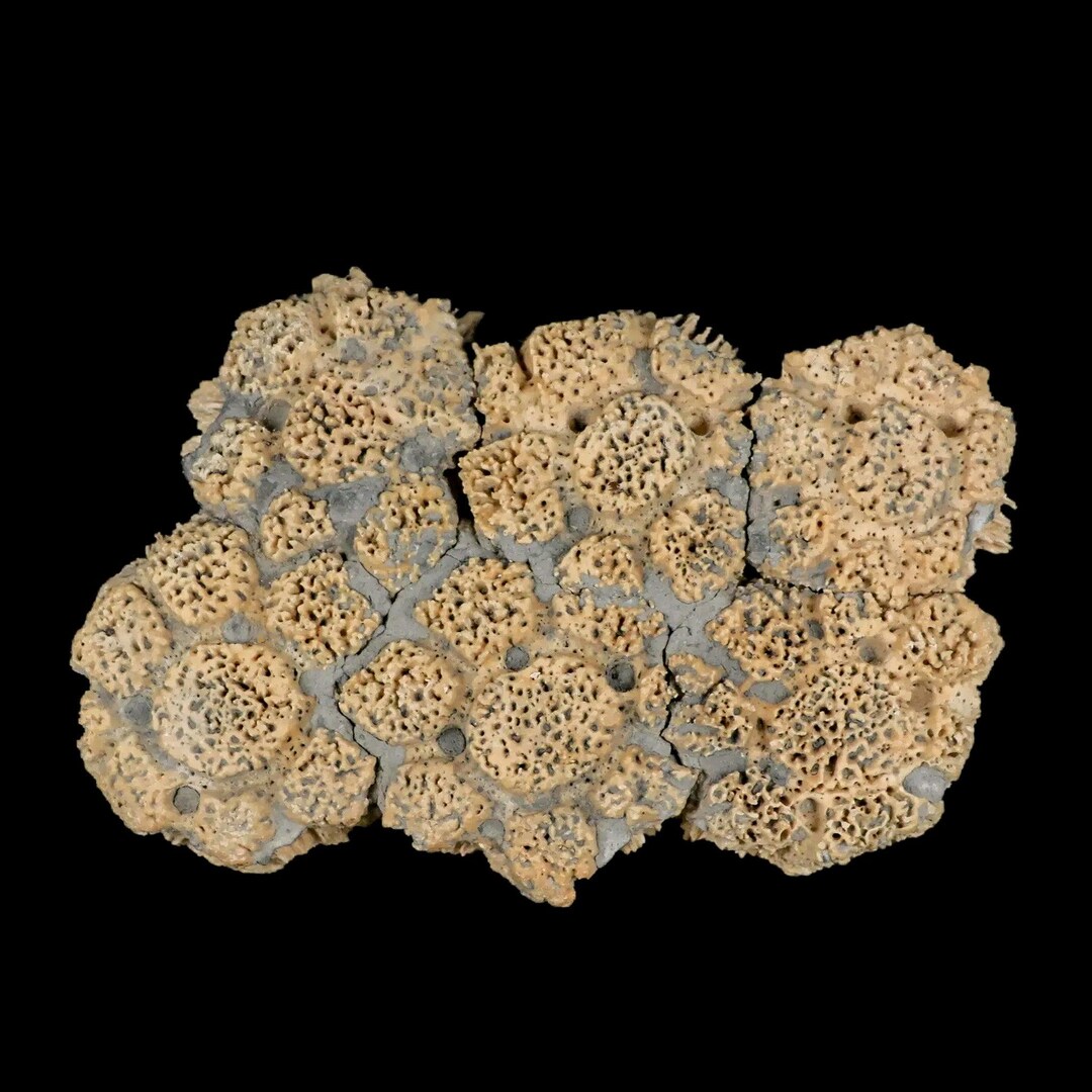 5.9 Glyptodon Fossil Osteoderm Scute Plate Bony Armor Pleistocene Age ...