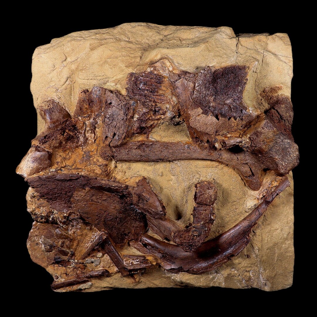 10" Edmontosaurus Fossils in Situ, Teeth, Jaw, Vertebrae, Tendon, More ...