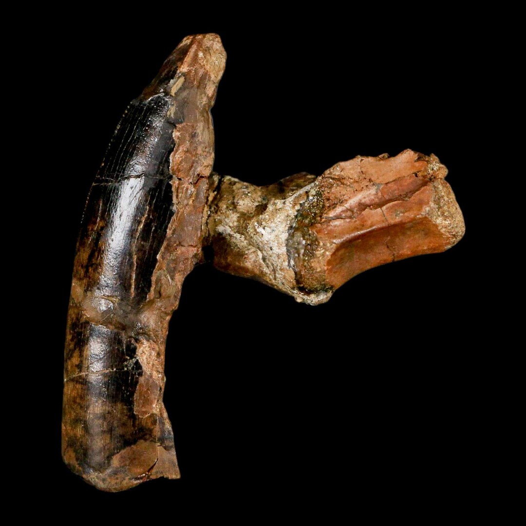 Tyrannosaur Fossil Tooth, Ankylosaurus Tooth Rooted and Raptor ...