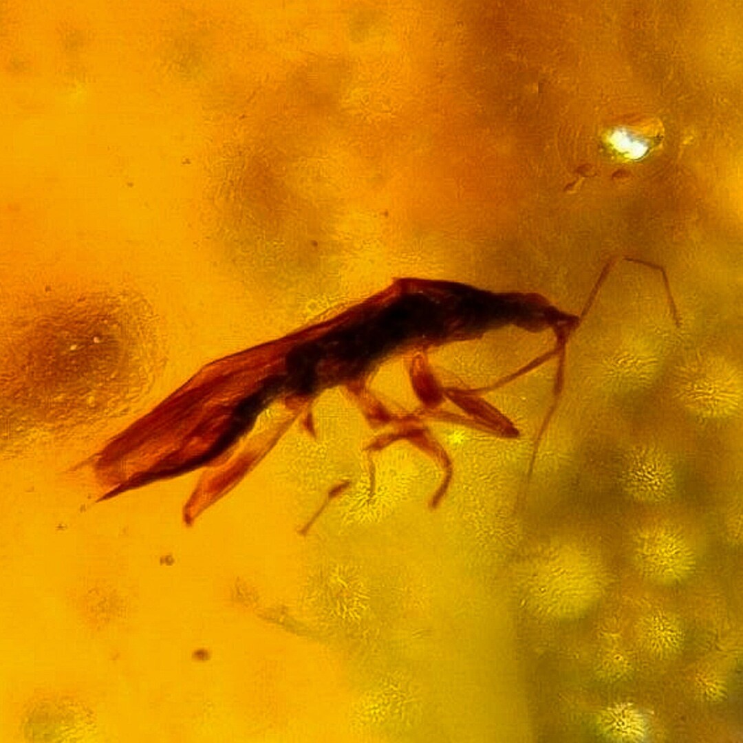 Burmese Insect Amber Heteroptera Stink Bug Fossil Cretaceous Dinosaur ...