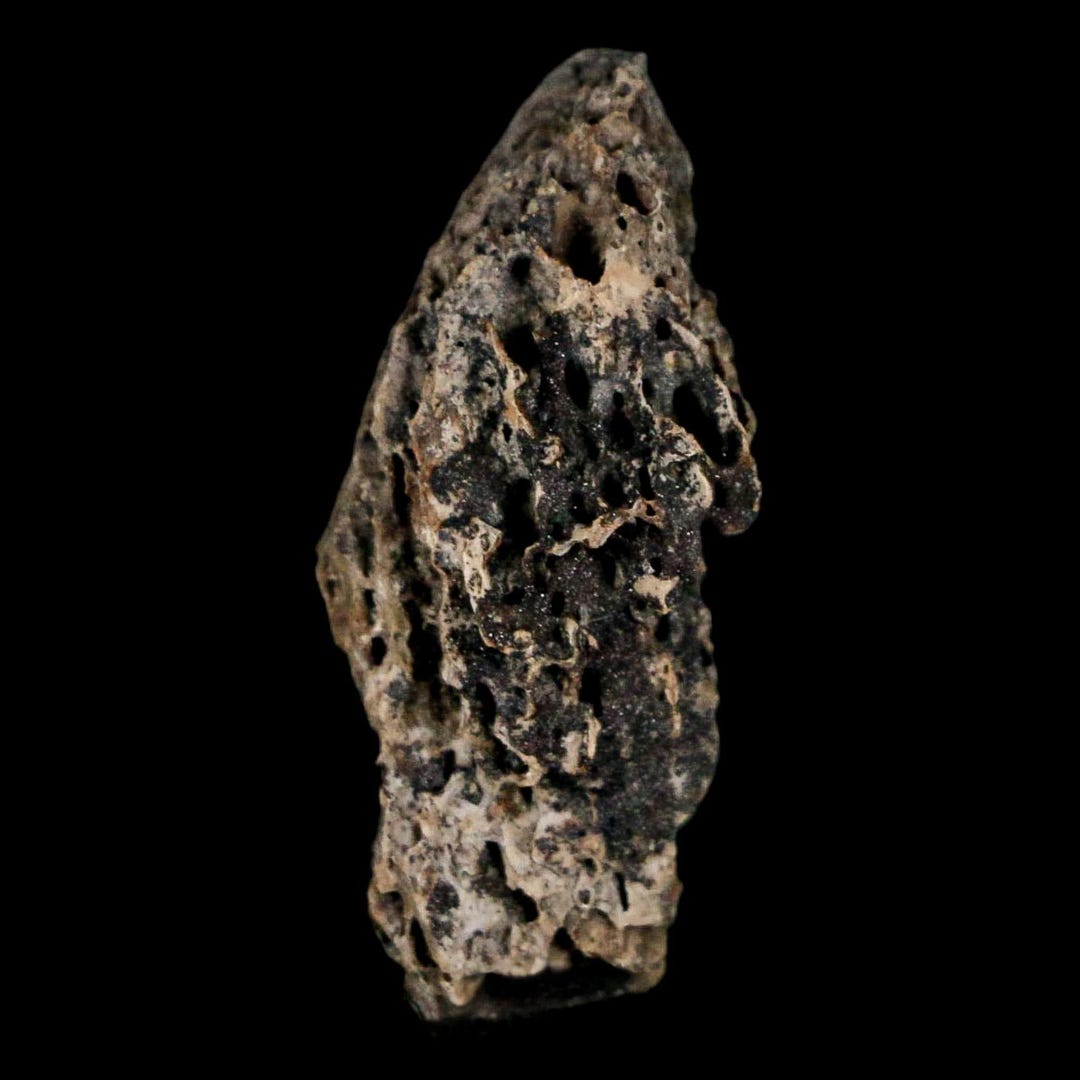 1.1" Tyrannosaurus Rex Dinosaur Fossil Bone Marrow Lance Creek FM ...