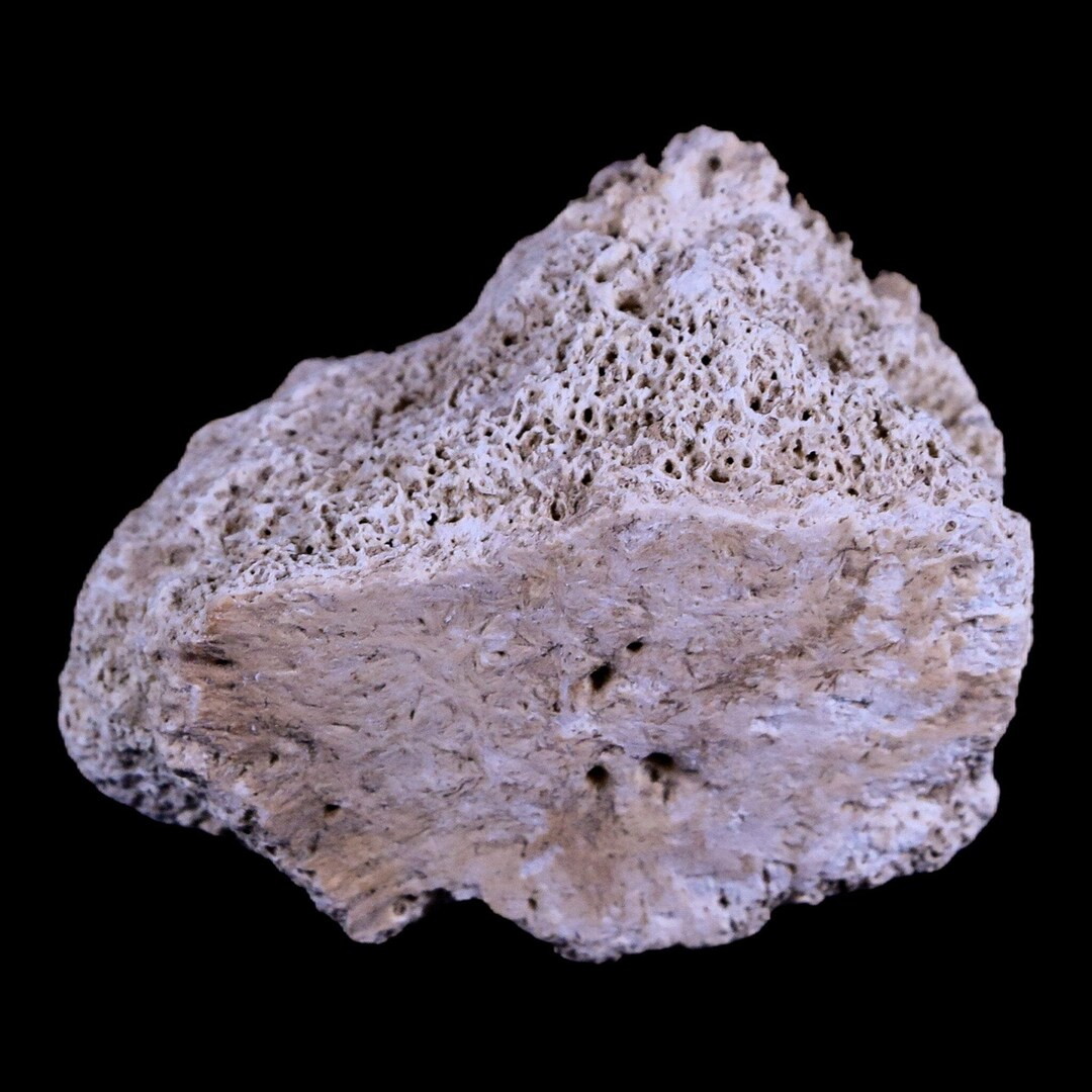 2.1 Glyptodon Fossil Osteoderm Scute Plate Bony Armor - Etsy