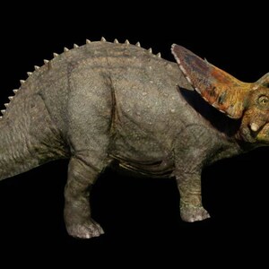 6.5" Torosaurus Bone Marrow Fossil Lance Creek Formation Cretaceous ...