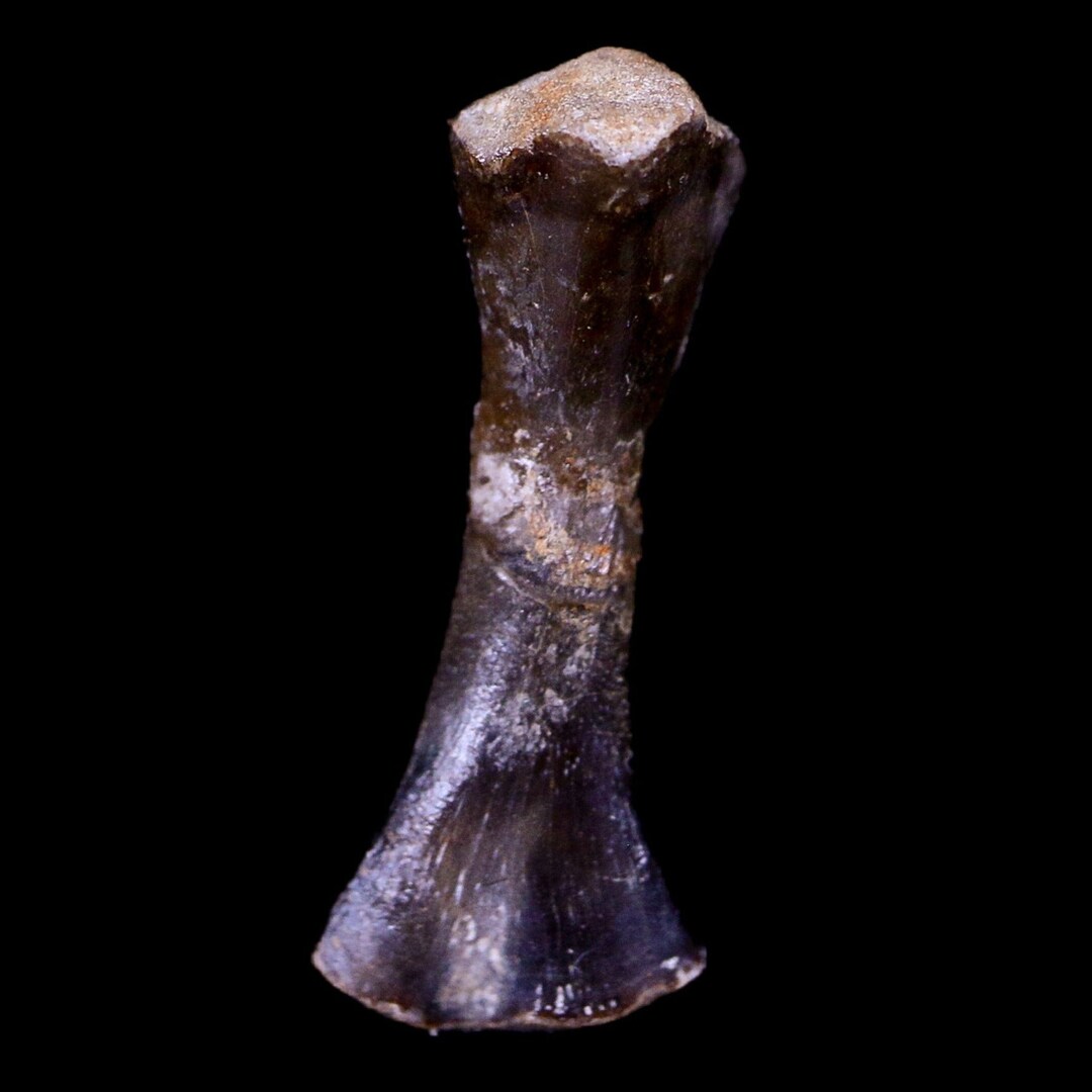 Captorhinus Aguti Fossil Femur Bone Permian Age Reptile 299 Mil Years ...