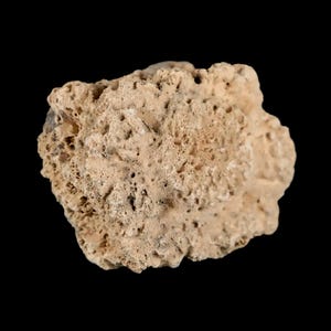 1.6" Glyptodon Fossil Osteoderm Scute Plate Bony Armor Pleistocene Age ...