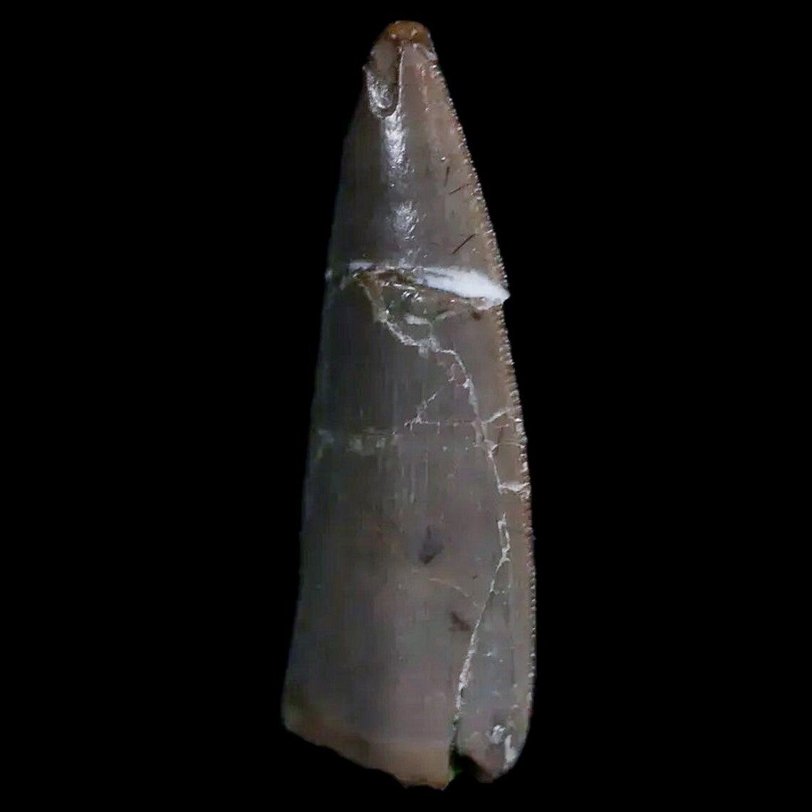 0.5" Postosuchus Rauisuchid Archosaur Fossil Tooth Chinle Formation ...