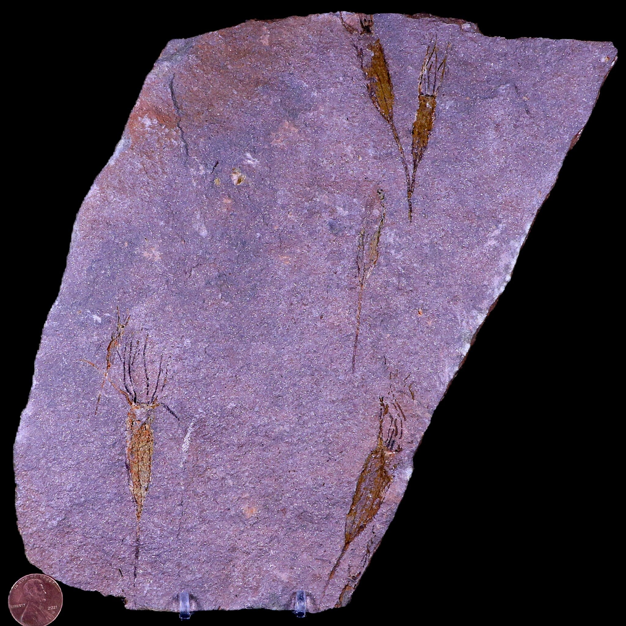 9.5 Ascocystitis Crinoid Stems Echinoderm Fossil - Etsy