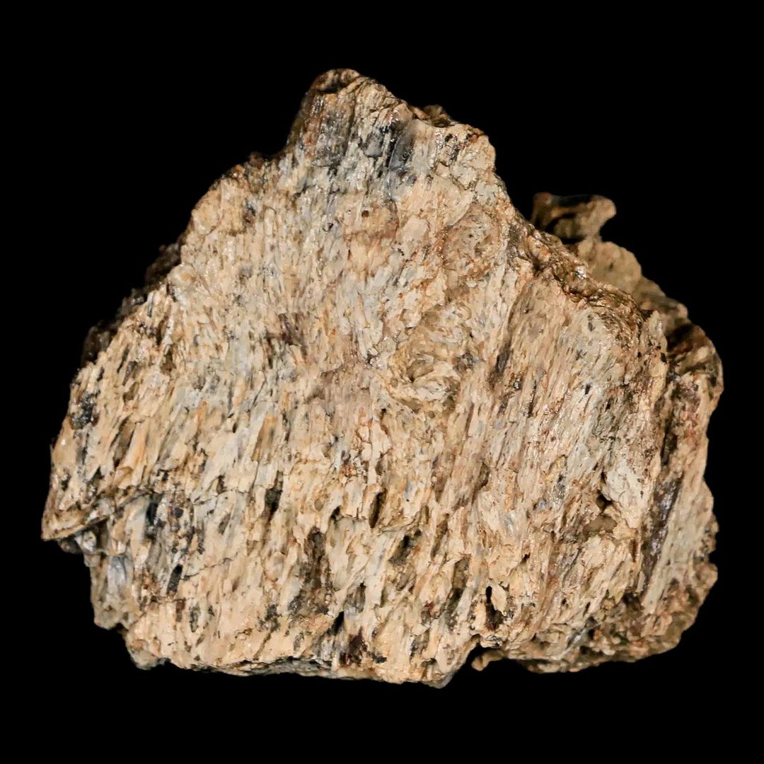 1.9" Lambeosaurus Fossil Rib Bone Judith River Formation Montana ...