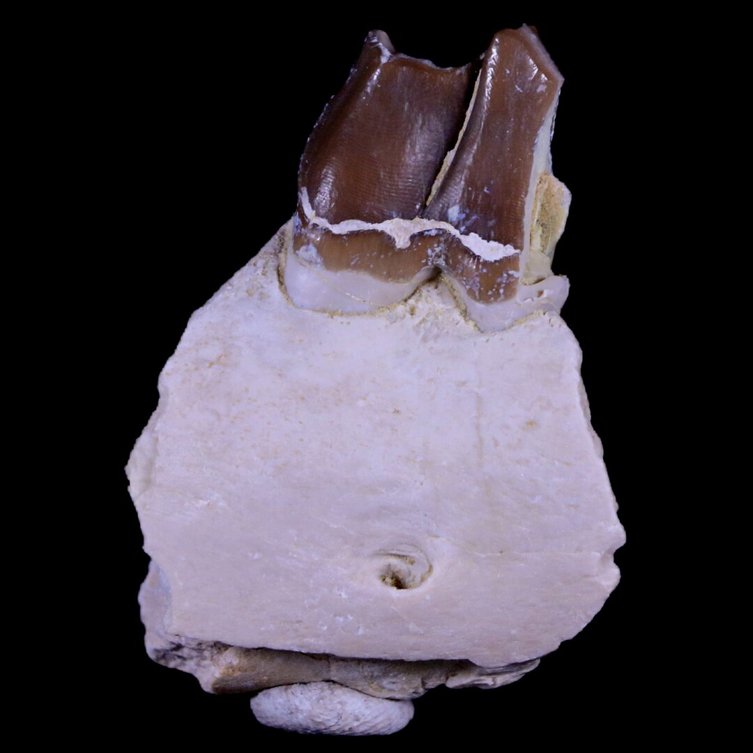 1.9" Oreodont Merycoidodon Fossil Jaw Tooth Bone Oligocene Age Badlands ...
