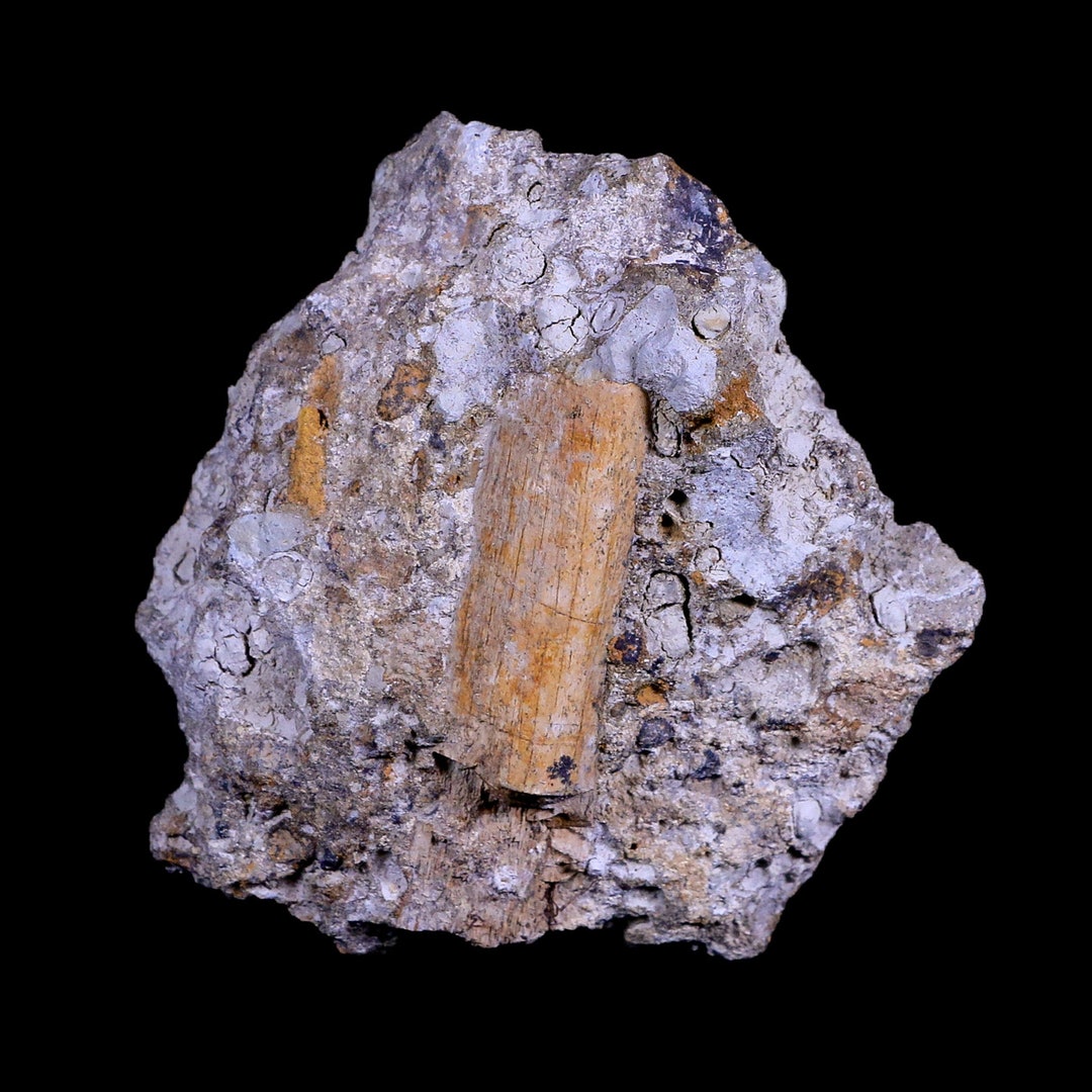 3.5 Hadrosaurus Fossil Rib Bone in Matrix Judith River - Etsy