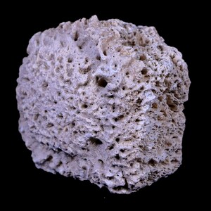 1.8 Glyptodon Fossil Osteoderm Scute Plate Bony Armor 1.2 Ounces ...