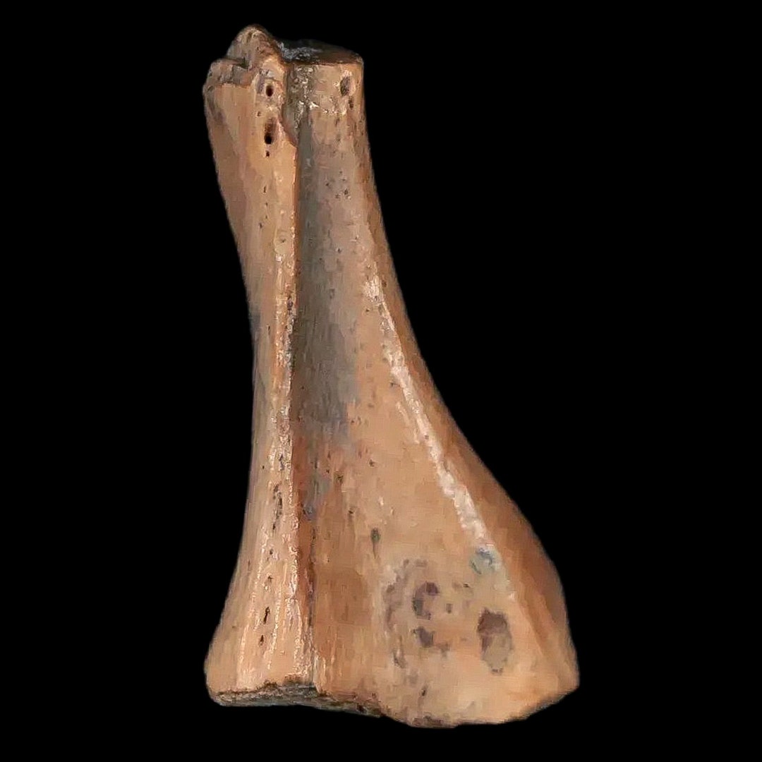 06 Raptor Fossil Limb Bone Cretaceous Dinosaur Judith River Formation ...