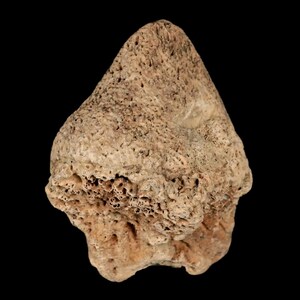 3.4 Glyptodon Fossil Osteoderm Spike Scute Plate Bony Armor Pleistocene ...