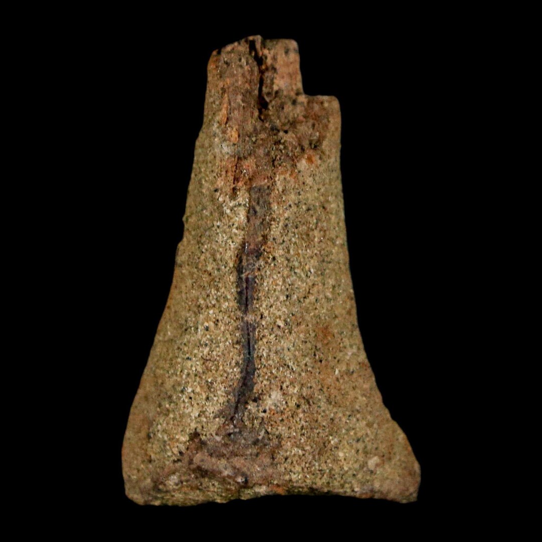 1.2" Juvenile Hadrosaur Duckbill Dinosaur Fossil Toe Bone Lance Creek ...
