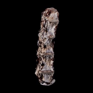 1.9" Xiphactinus Audax Fossil Vertebrae Cretaceous Era Fish Niobrara ...
