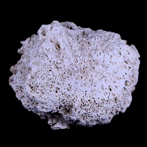 2.1 Glyptodon Fossil Osteoderm Scute Plate Bony Armor Pliocene Age ...