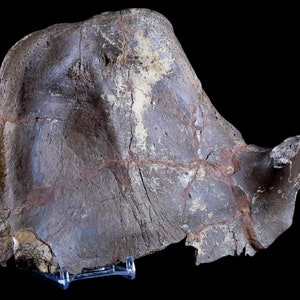 XL 8" Fossil Turtle Shell Hell Creek Formation Montana 100 Million Year ...