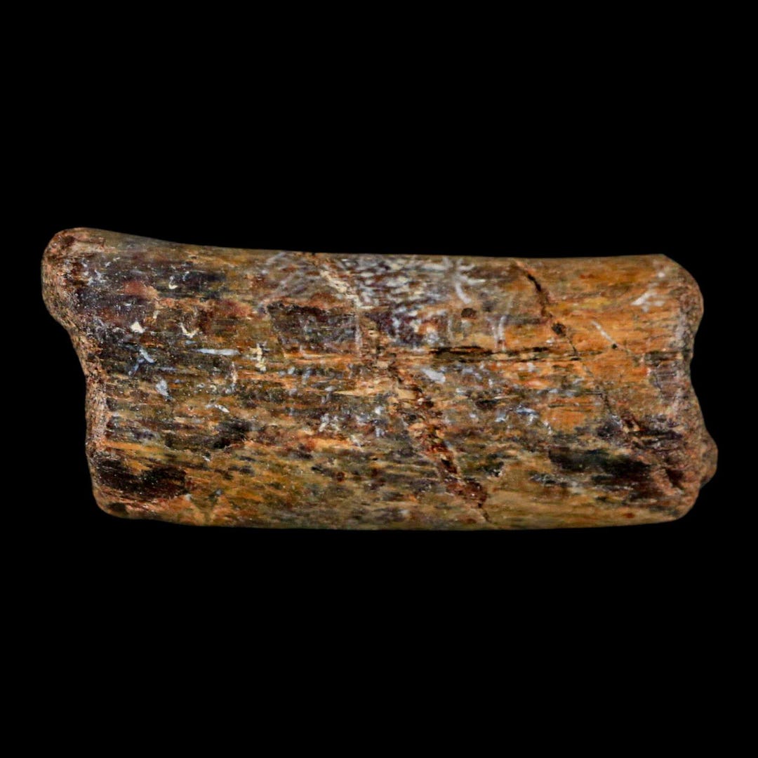 2" Mosasaur Fossil Rib Section Cretaceous Dinosaur Era Texas Ozan ...