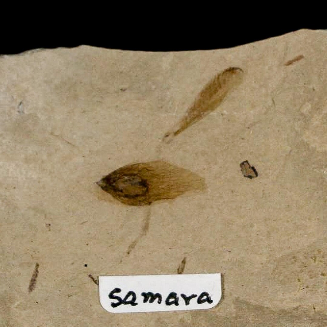 0.7" Fossil Samara Seeds Green River Formation Uintah County Utah ...