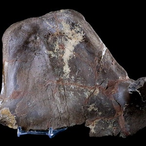 XL 8" Fossil Turtle Shell Hell Creek Formation Montana 100 Million Year ...