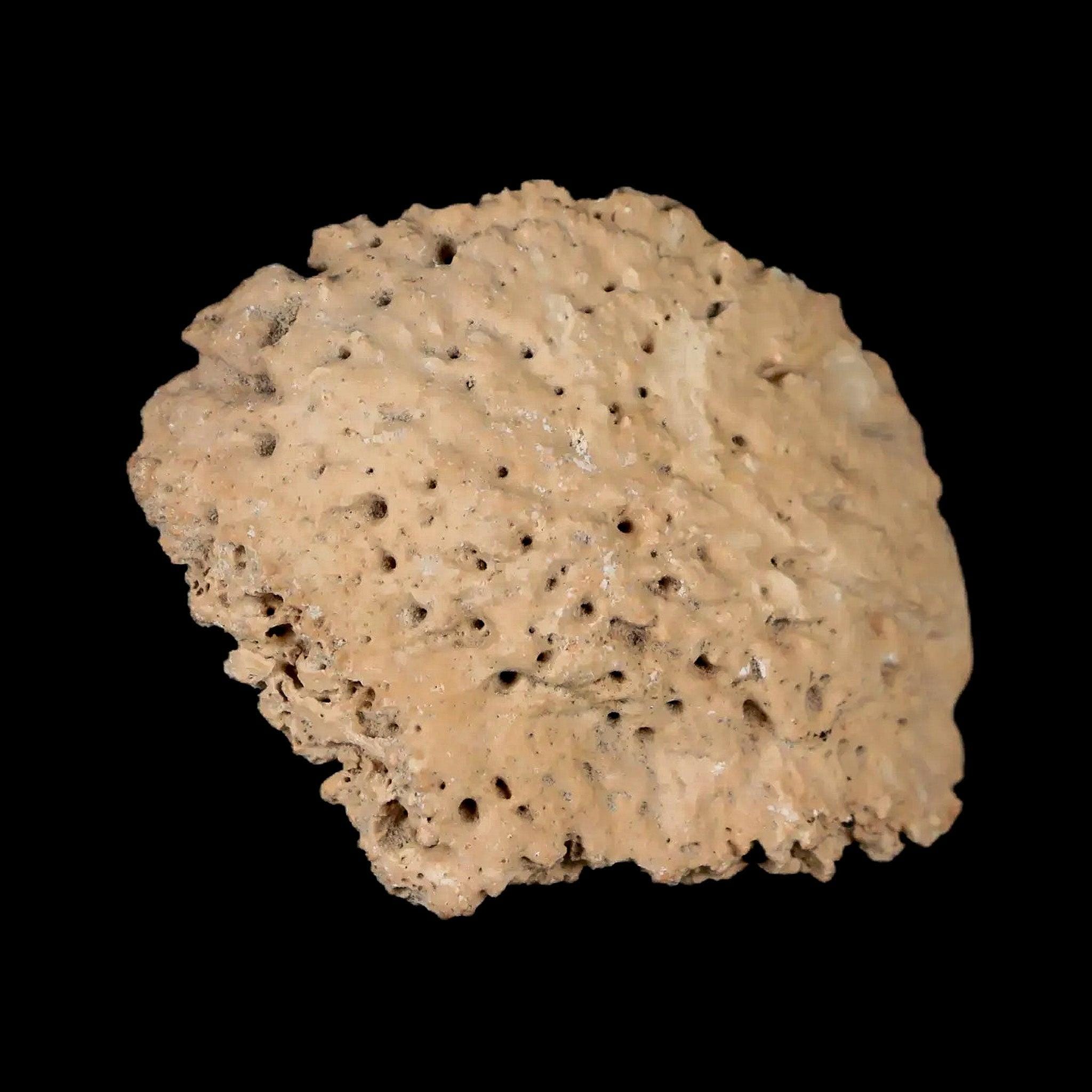 1.9" Glyptodon Fossil Osteoderm Scute Plate Bony Armor Pleistocene Age ...