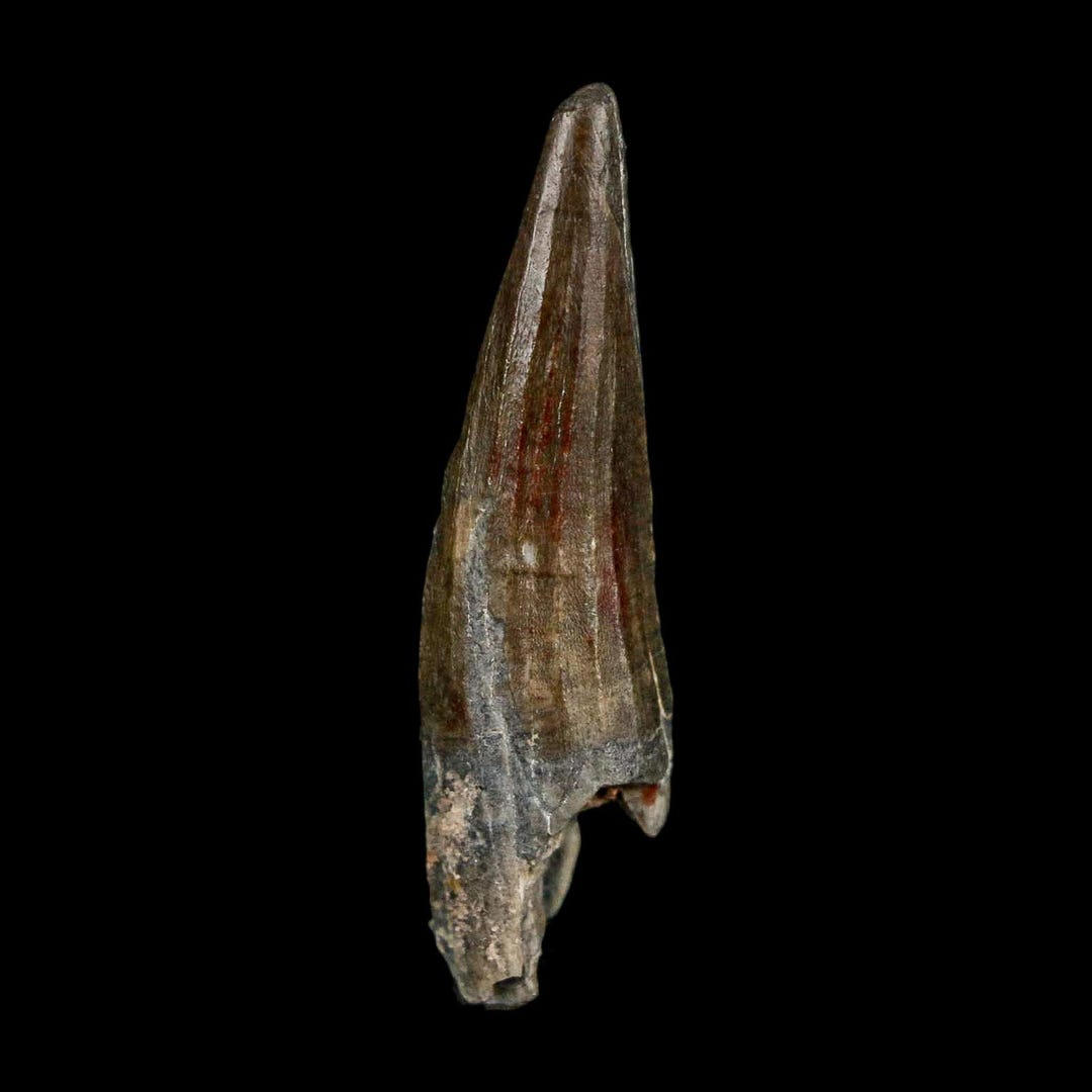 1.6" Suchomimus Fossil Tooth 100 Million Years Old Cretaceous ...