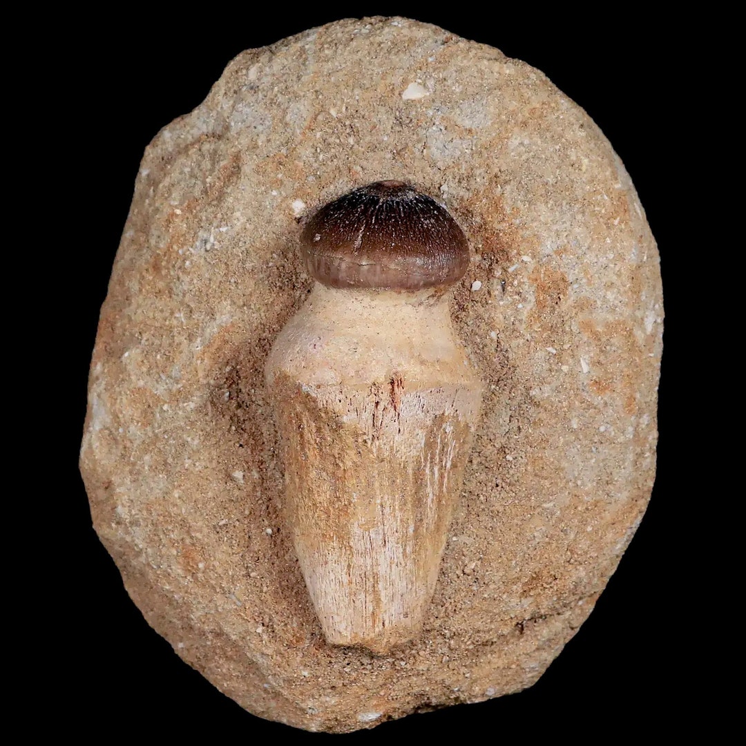 2.6 Globidens Mosasaur Fossil Tooth Root in Matrix Cretaceous Dinosaur ...