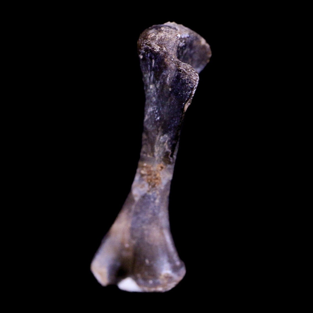 Captorhinus Aguti Fossil Femur Bone Permian Age Reptile 299 Mil Years ...