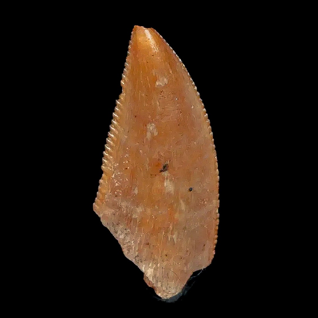 0.8 Majungasaurus Serrated Fossil Tooth Cretaceous Dinosaur Madagascar ...