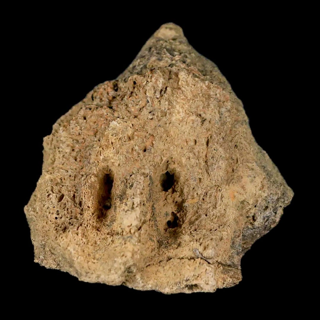 2.2" Triceratops Fossil Jaw Section Lance Creek Formation Cretaceous ...