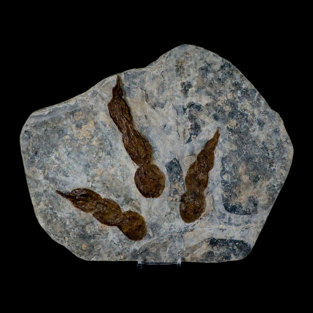 7" Grallator Variabilis Dinosaurs Tracks Foot Prints Jurassic Age ...