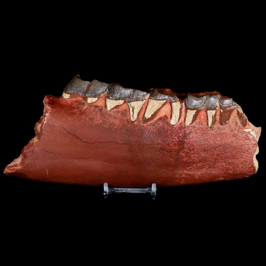 8.4 Subhyracodon Rhino Fossil Jaws Teeth Section Oligocene South Dakota ...