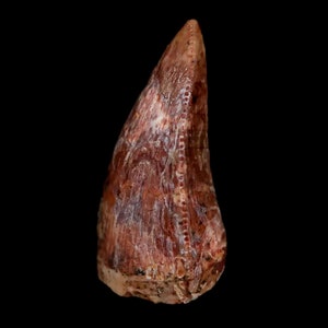 0.7 Phytosaur Fossil Tooth Triassic Age Archosaur Redonda Formation New ...