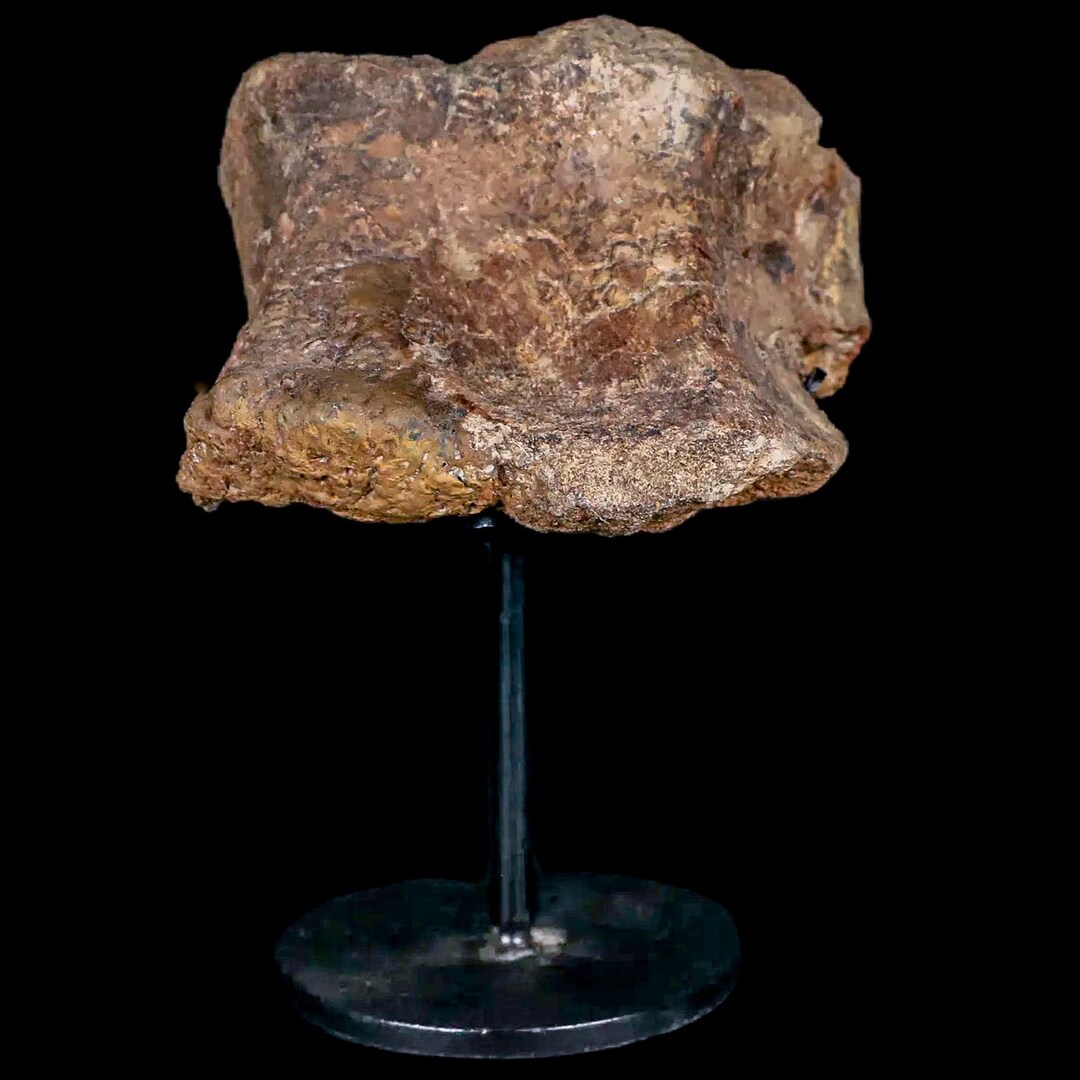 2.8 Raptor Dinosaur Fossil Dorsal Vertebrae Hell Creek Formation ...