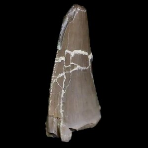 0.6" Postosuchus Rauisuchid Archosaur Fossil Tooth Chinle Formation ...