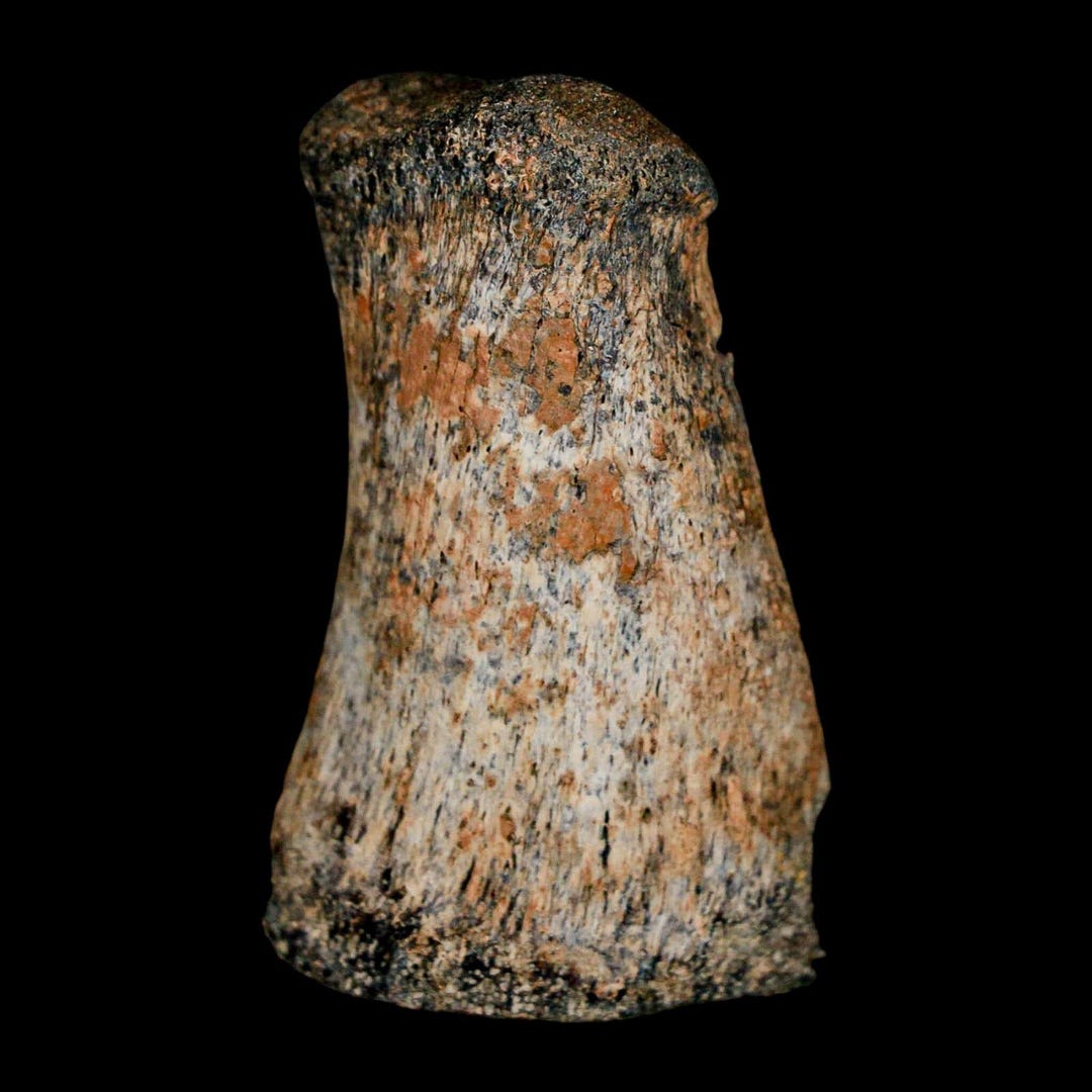 2" Brachylophosaurus Fossil Finger Bone Cretaceous Dinosaur Judith ...