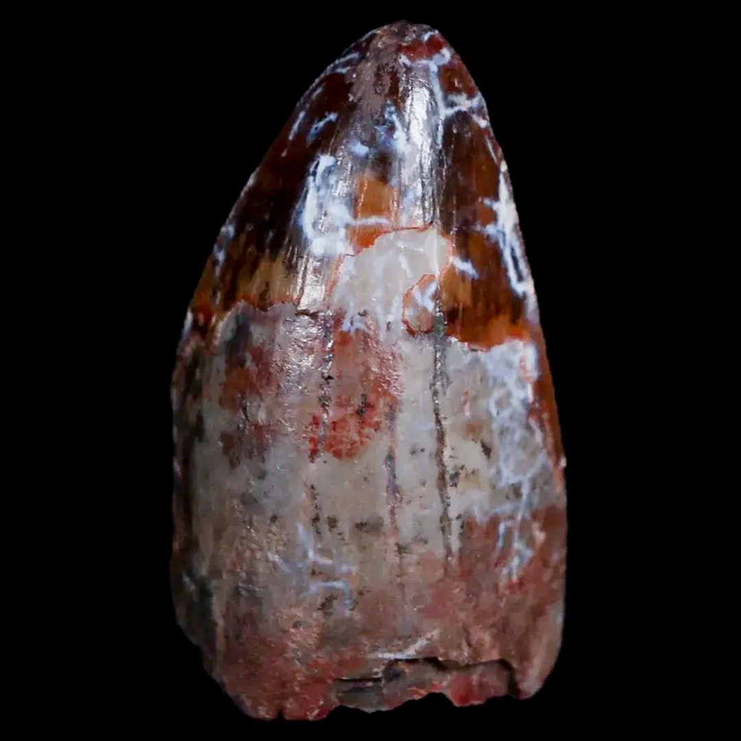 XL 1" Phytosaur Fossil Tooth Triassic Age Archosaur Redonda Formation ...