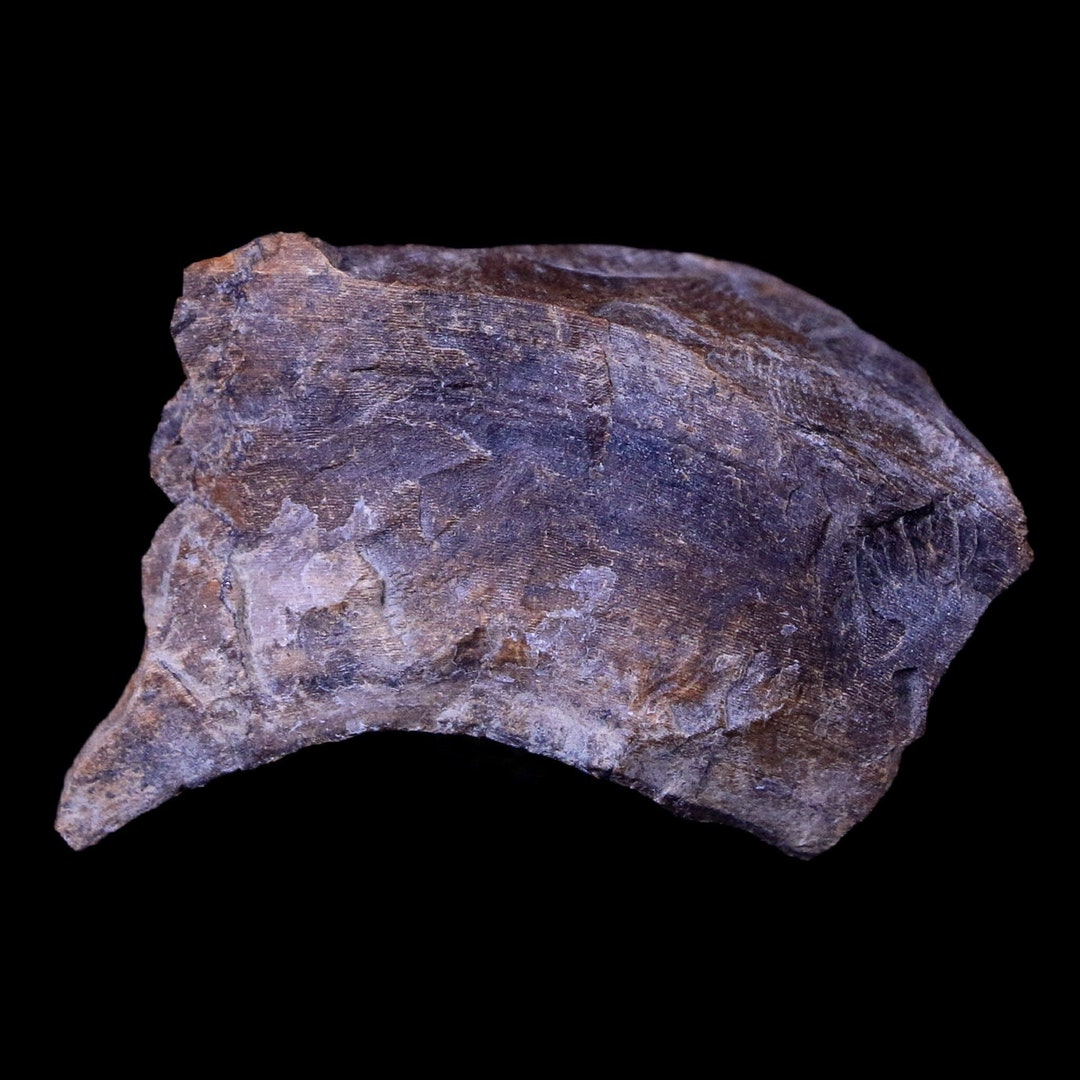 1.4 Gryposaurus Fossil Bone Growth Rings Duck-billed Dinosaur Judith ...