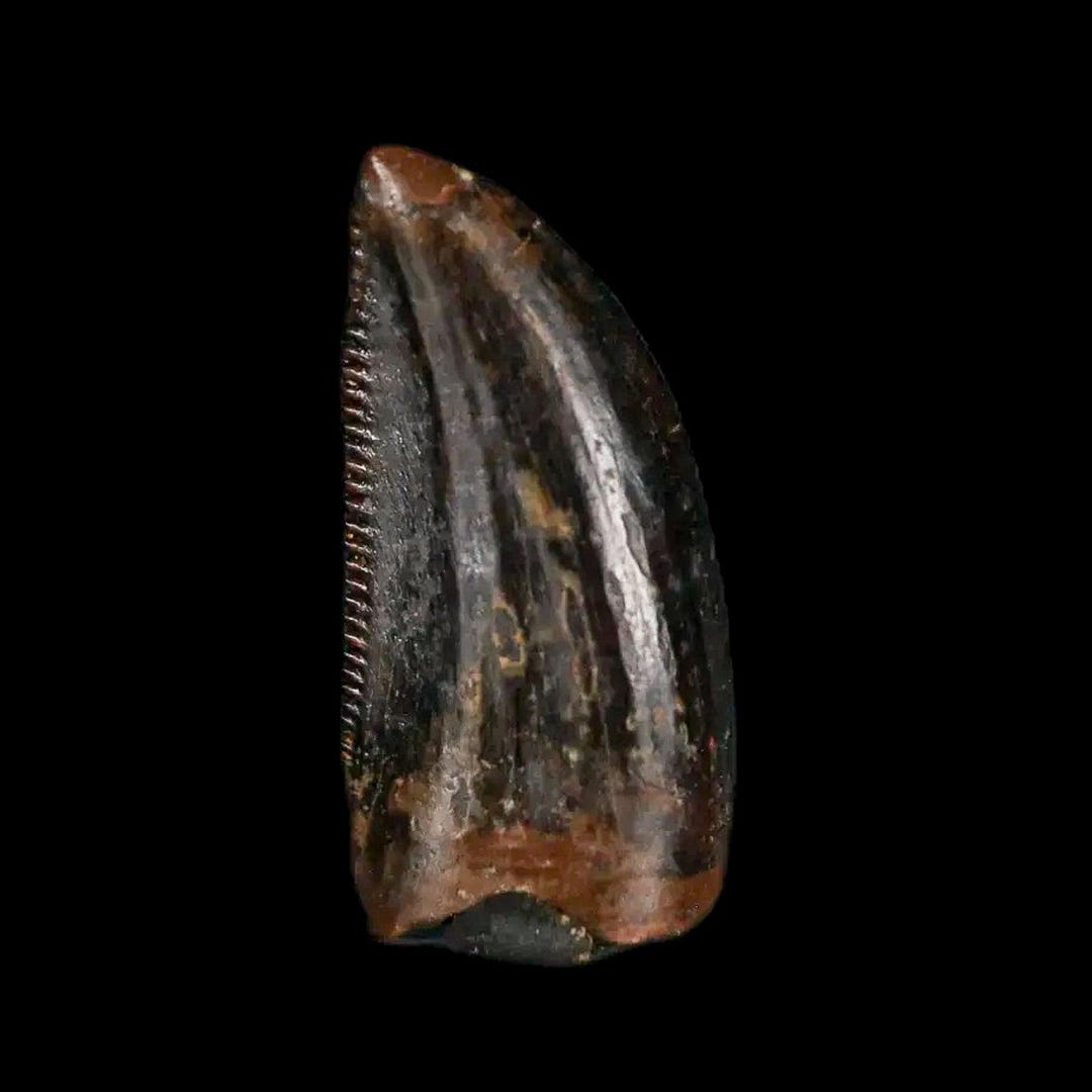 0.5 Paronychodon Lacustris Theropod Raptor Fossil Tooth Hell Creek ...