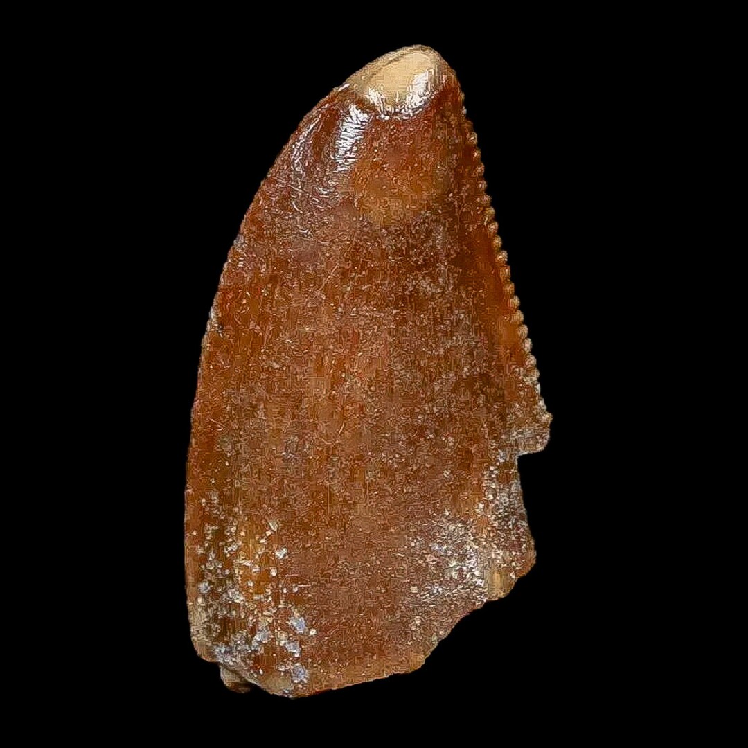 0.8" Majungasaurus Serrated Fossil Tooth Cretaceous Dinosaur Madagascar ...