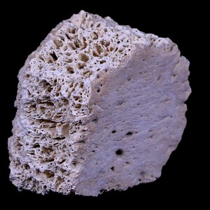 1.8 Glyptodon Fossil Osteoderm Scute Plate Bony Armor 1.2 Ounces ...