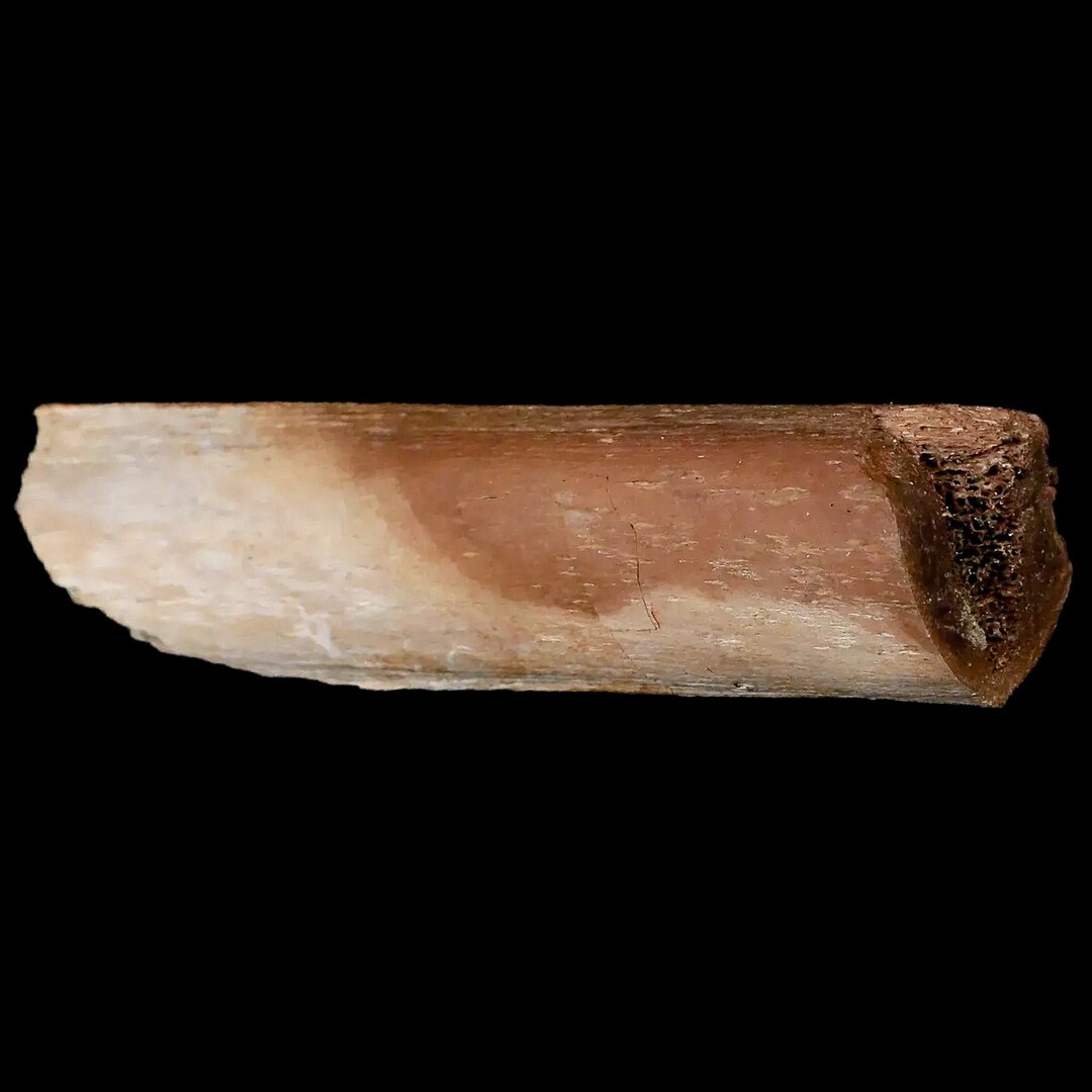 4.5" Hadrosaurus Fossil Rib Bone Lance Creek Formation Dinosaur ...